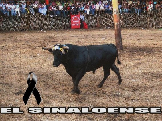 Econcientiza: Un éxito en video 'pirata' historia de toro mata-caballos ...